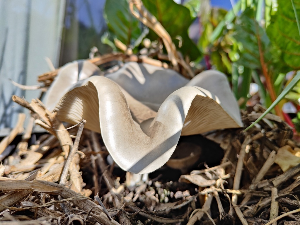 Blewits from Geraldine, New Zealand on September 15, 2022 at 10:03 AM ...