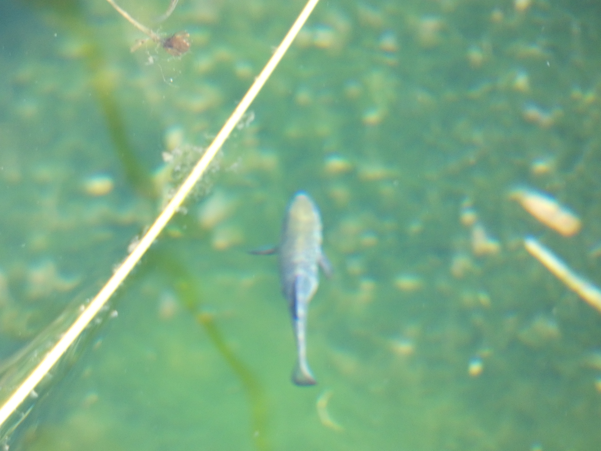 Cyprinodon nevadensis Eigenmann & Eigenmann, 1889