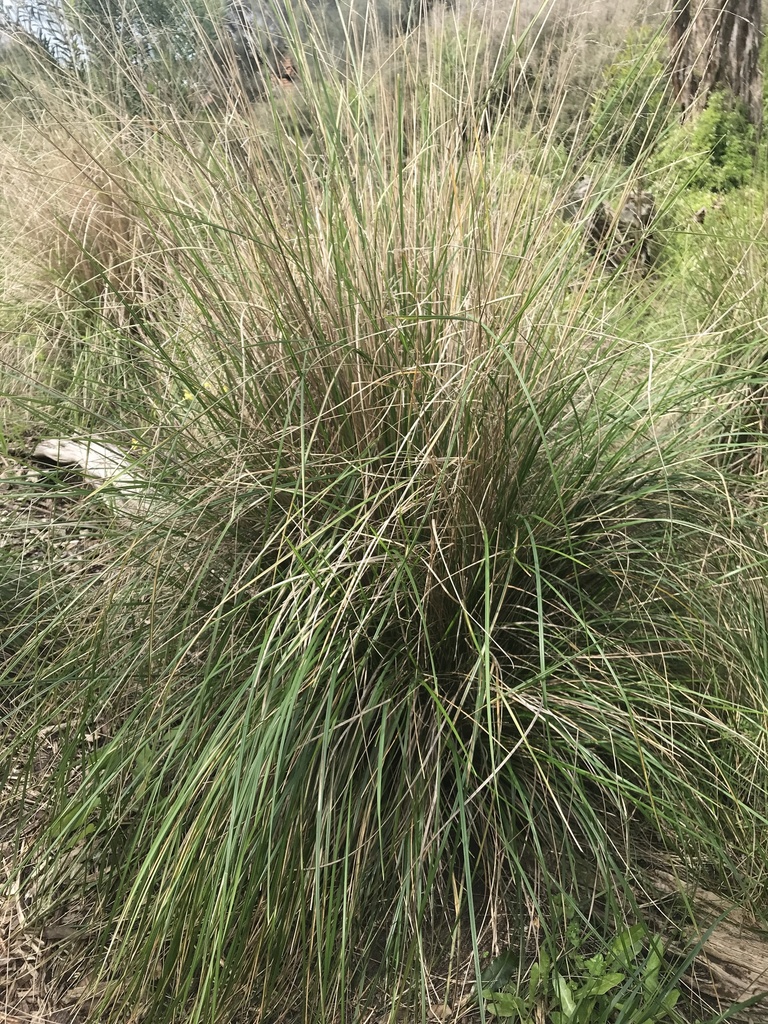 common tussock grass from Tuckey Track Reserve, Sorrento, VIC, AU on ...