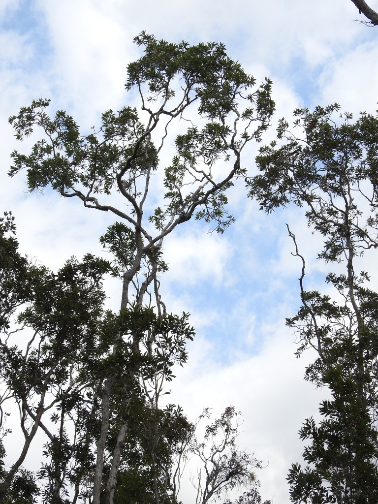 Broad Leaved Tea Tree from Tuan Forest QLD 4650, Australia on September ...