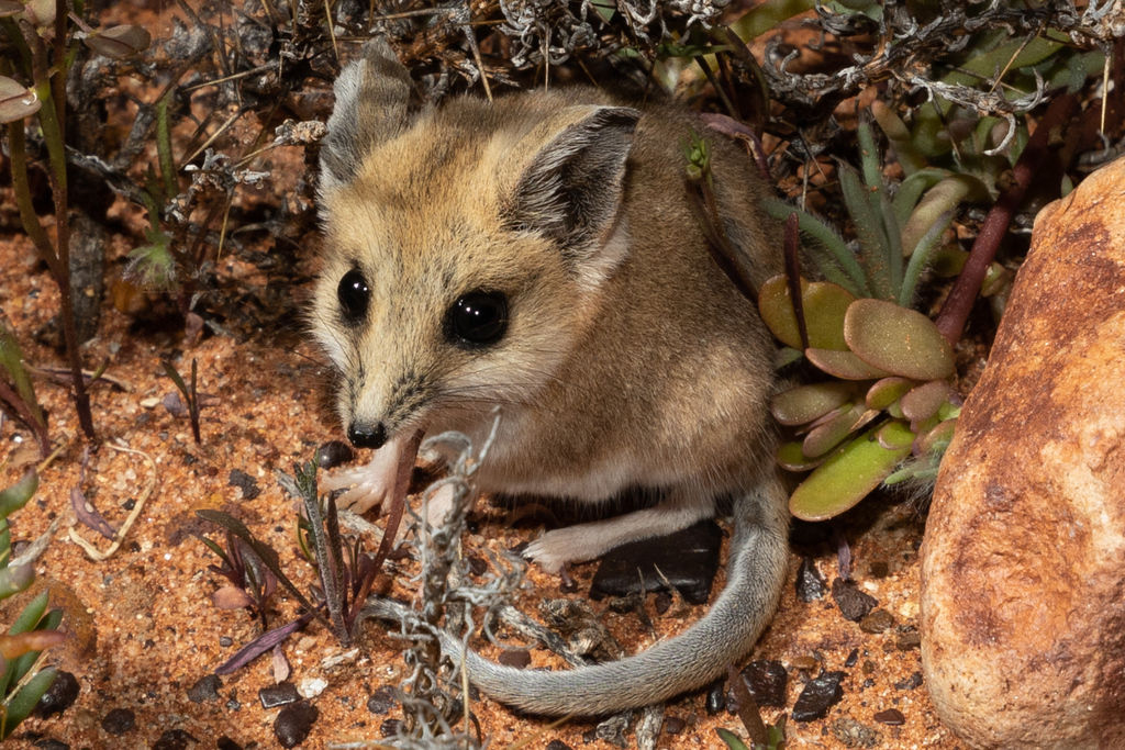 Fat-tailed Dunnart (Sminthopsis crassicaudata) - Know Your Mammals