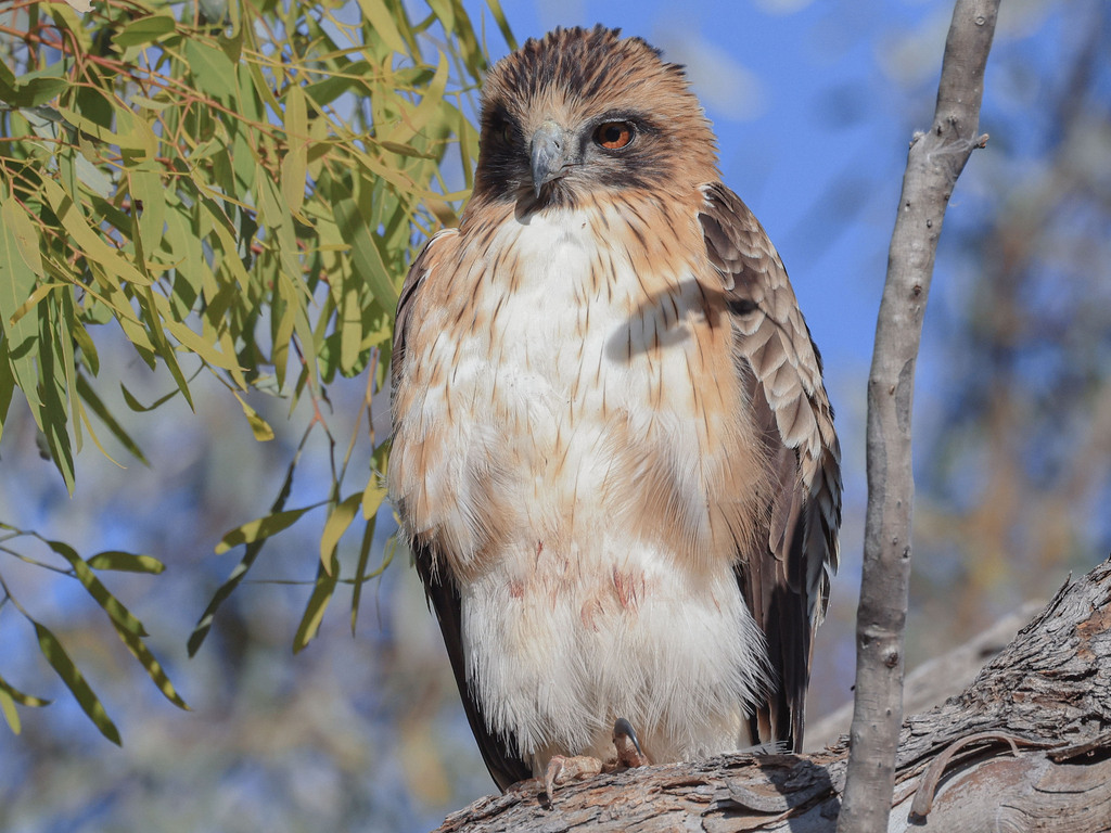 Little Eagle (Hieraaetus morphnoides) - Avian Discovery