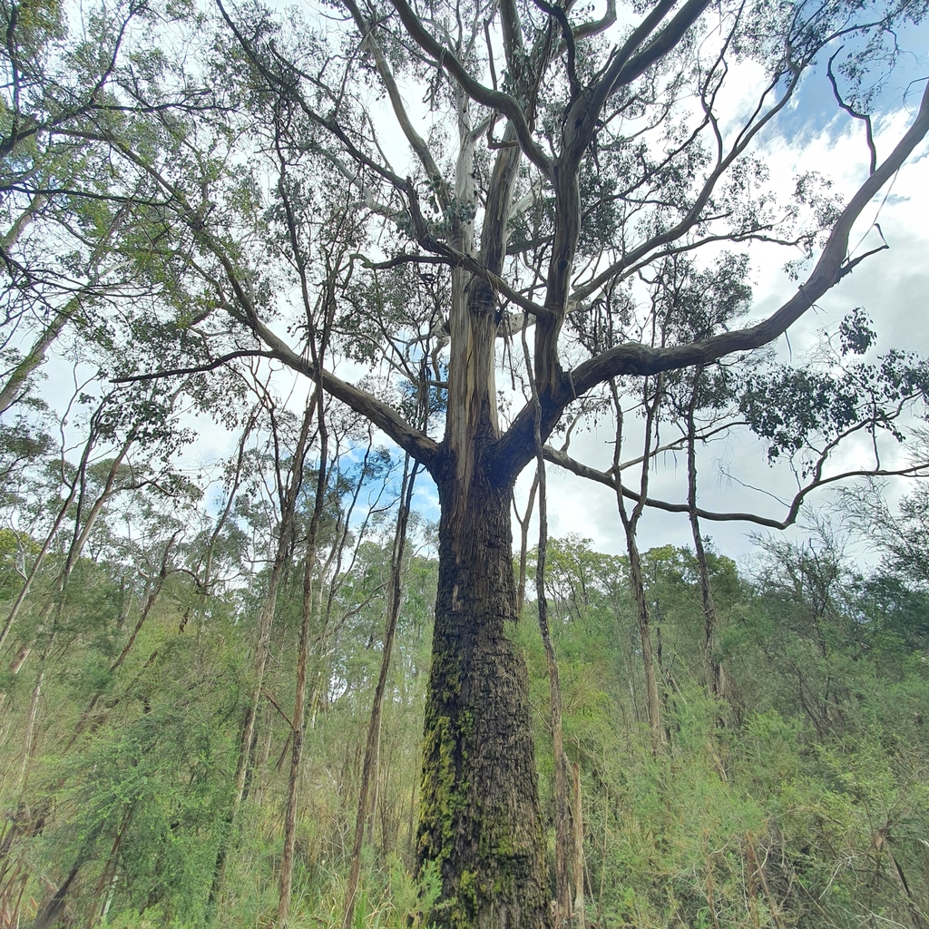 eucalyptus from Yellingbo VIC 3139, Australia on September 16, 2022 at ...
