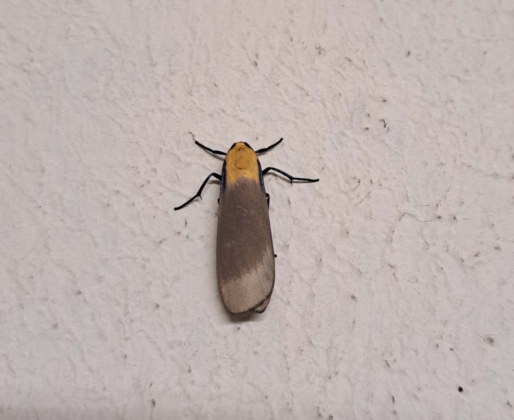 Four-spotted Footman from Josefsdorf, Wien, Österreich on September 16 ...