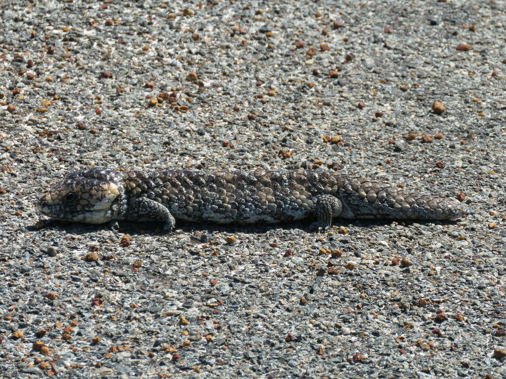 South-west Shingleback Lizard from Ocean Beach WA 6333, Australia on ...