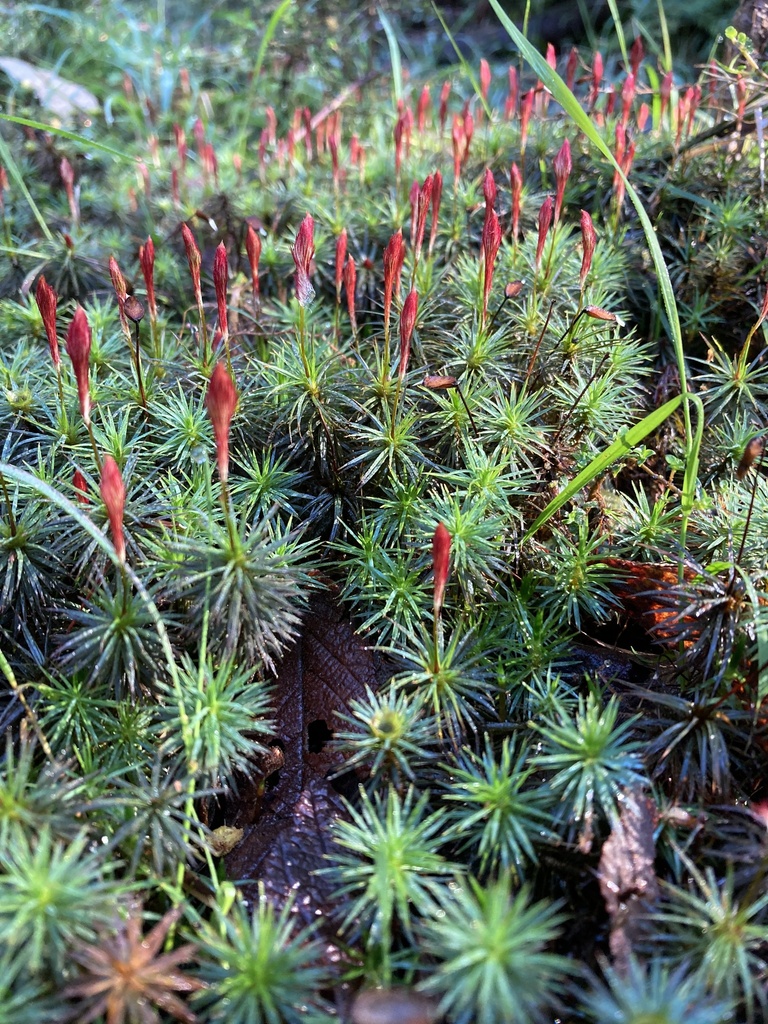 Dawsonia polytrichoides from Ranges Ward, Pakenham Upper, VIC, AU on ...