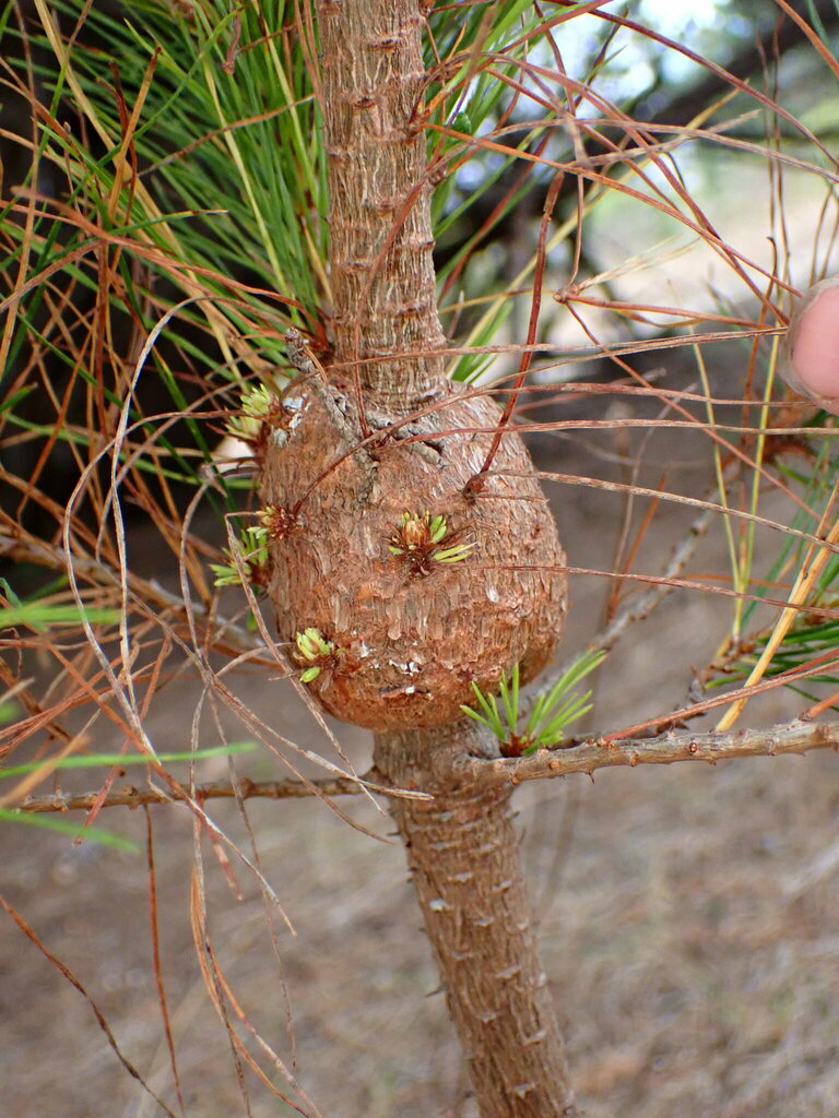 Western Gall Rust from Montara, CA, USA on September 15, 2022 at 01:11 ...