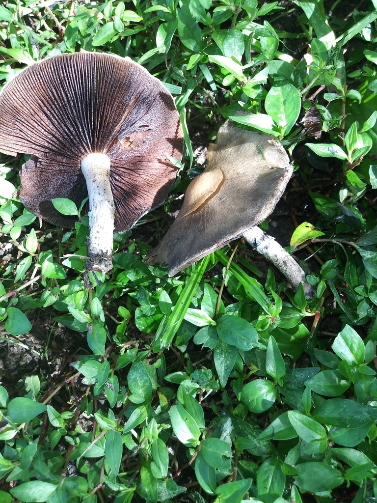 Banded Mottlegill from Berry on September 12, 2022 at 01:05 PM by ...