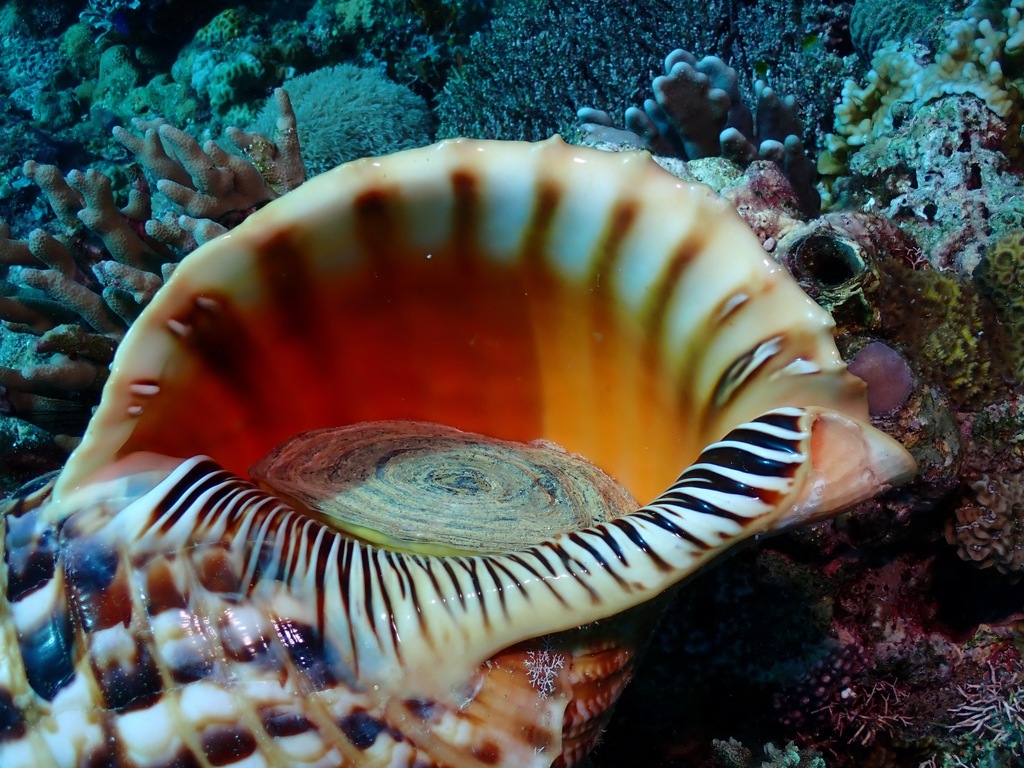 Giant Triton Snail from Fun & Sun, Malapascua Island, Philippines on ...