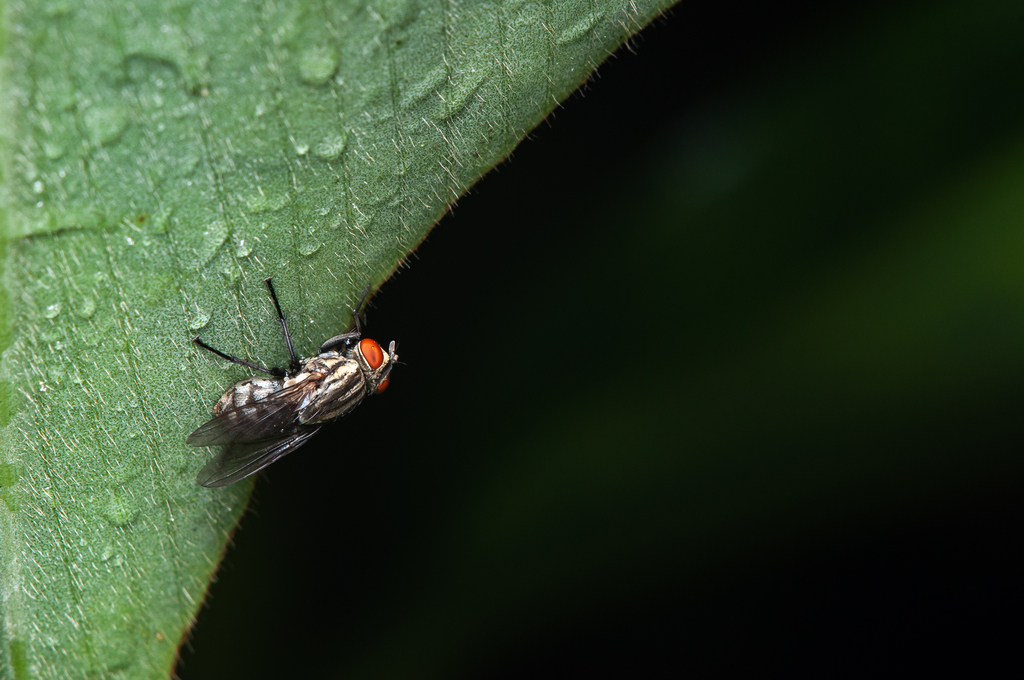 Common Flesh Flies in September 2022 by Federico Figueroa Cabezas ...