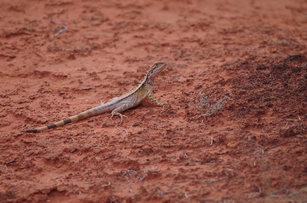 Crested Dragon from Bon Bon SA 5719, Australia on September 16, 2022 at ...