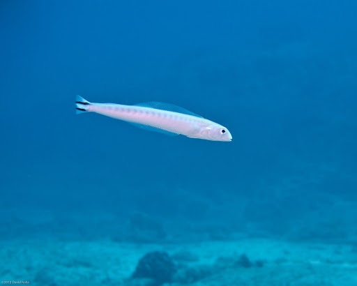 Flagtail Blanquillo (Malacanthus brevirostris) - Marine Life Identification