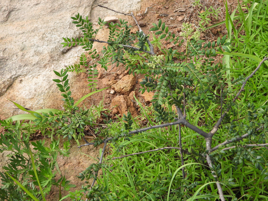 Mastic-leaf prickly ash from Laoshan District, Qingdao, Shandong, China ...