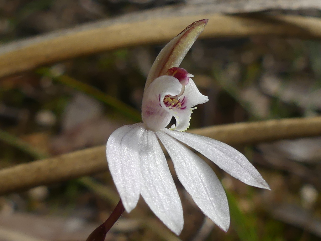 Dusky Fingers from Anakie VIC 3213, Australia on September 11, 2022 at ...