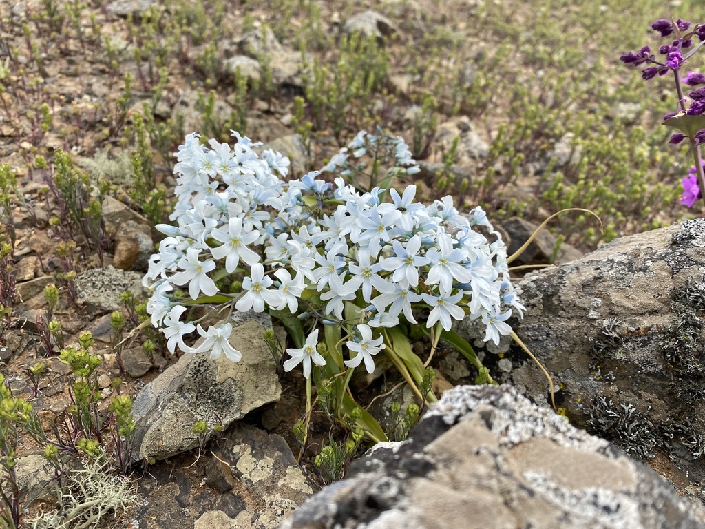 Zephyra compacta from Cruce Ruta 5 (Caldera) - Cruce C-470 (Huasco Bajo ...