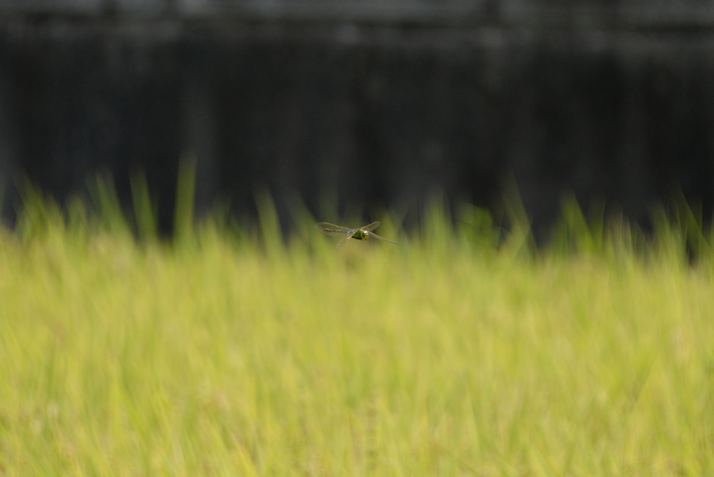 Anax julius in September 2022 by Alan Broderick · iNaturalist
