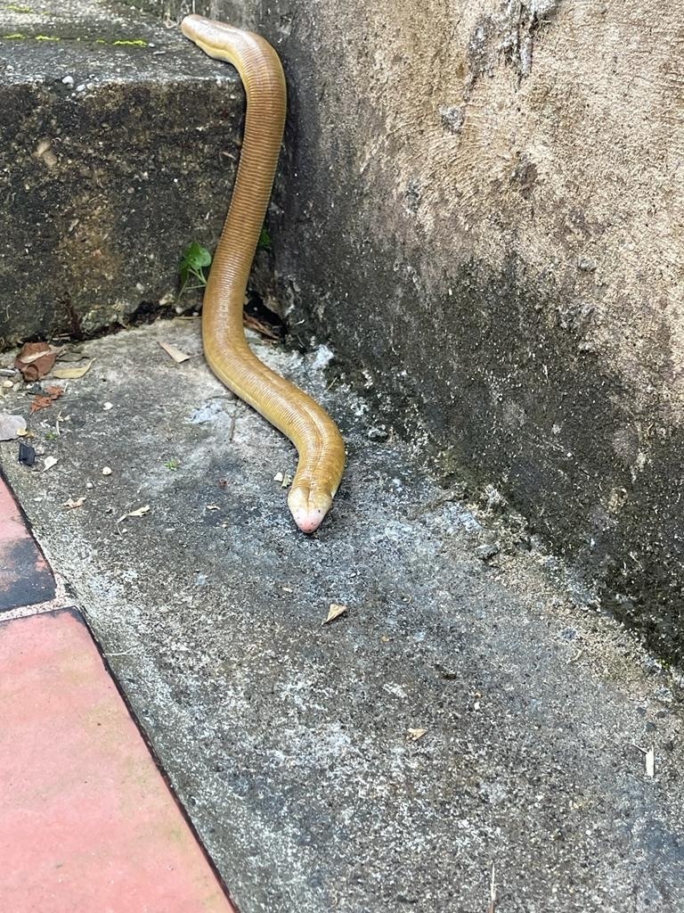 Red Worm Lizard from Trinidad, Trinidad and Tobago, TT on September 15 ...
