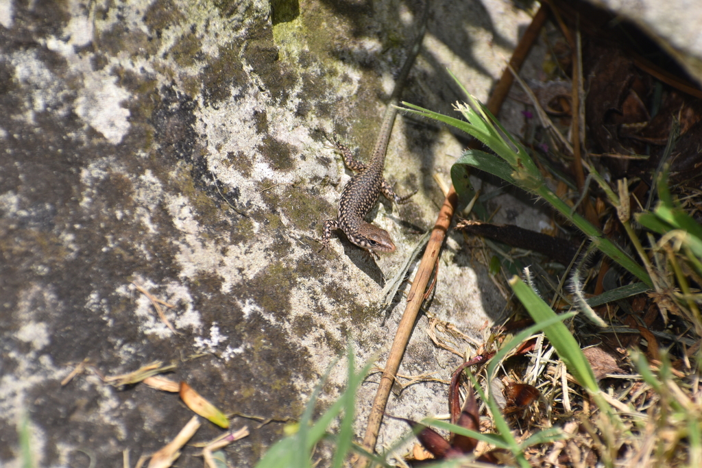 Green Iberian Wall Lizard from Almada, Portugal on August 12, 2022 at ...