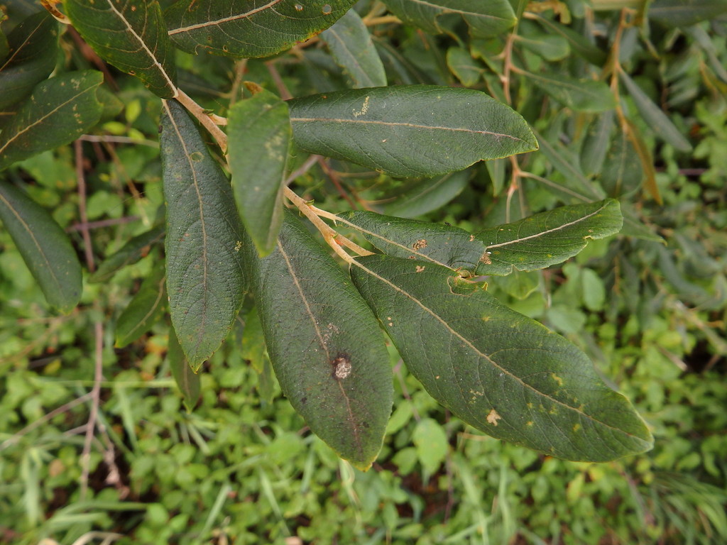 Rusty Willow (Salix atrocinerea) - Botanical Realm