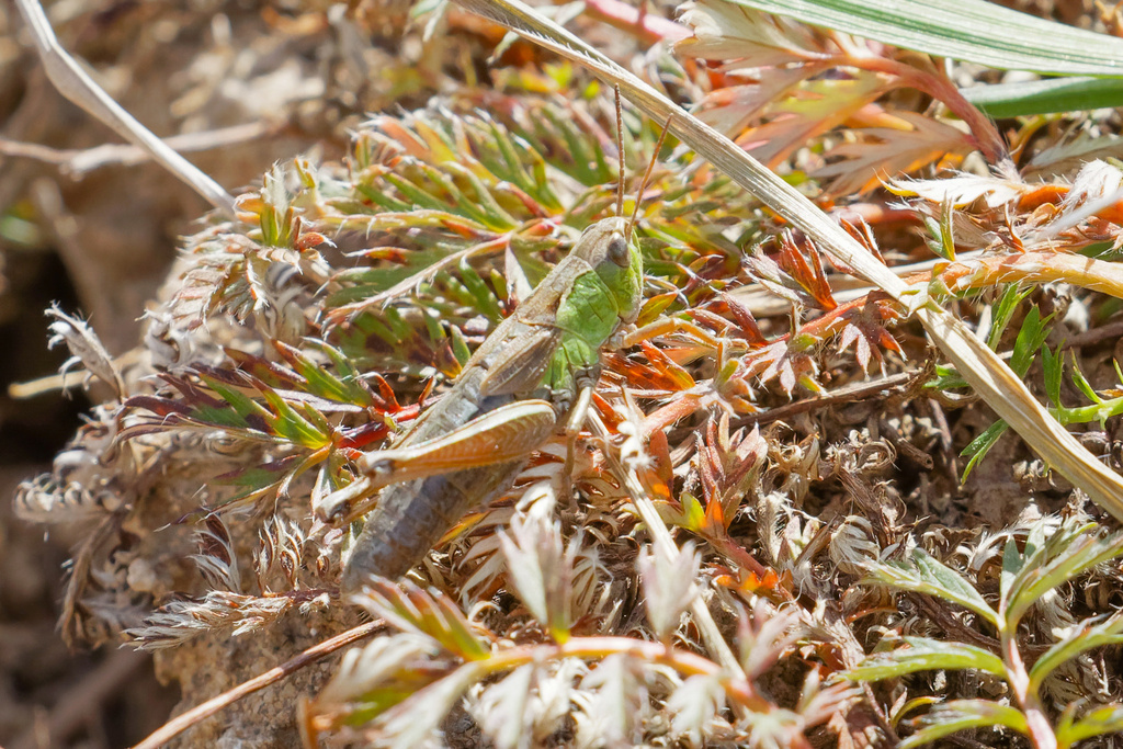 Chorthippus fallax from 门源回族自治县, 海北藏族自治州, 青海省, CN on September 16, 2022 ...
