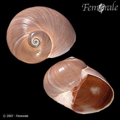 Genus Glossaulax · iNaturalist United Kingdom