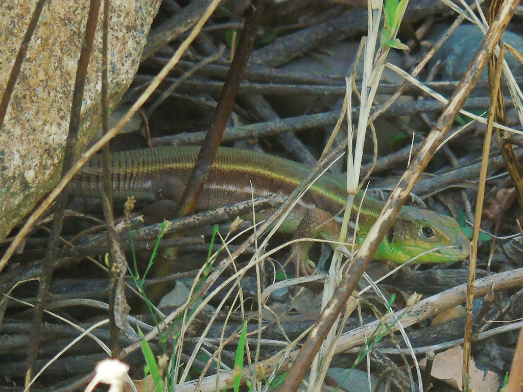 Medium Lizard from Kutaisi, Georgia on 16 September, 2022 at 01:48 PM ...