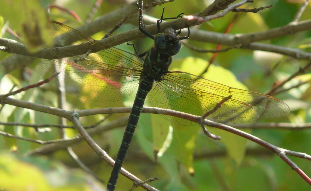 Swamp Darner from Point Pelee, Essex County, ON, Canada on September 14 ...