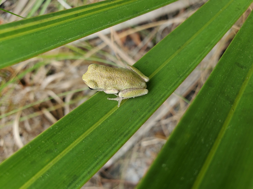 Pine Woods Tree Frog in February 2022 by christineysit · iNaturalist