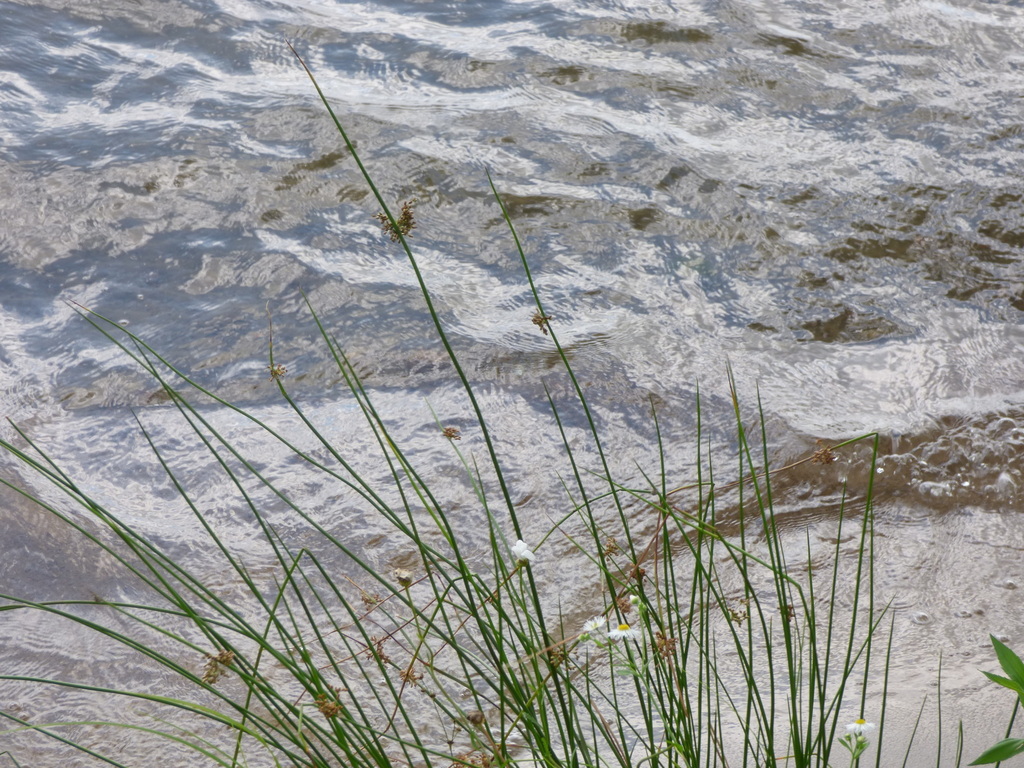 Soft Rush from Carnarvon--Beech Lake, North Shore Rd. on August 06 ...
