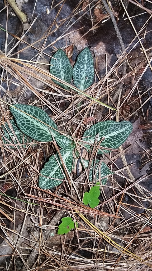 downy rattlesnake plantain in September 2022 by Tiarelle. Pour terminer ...