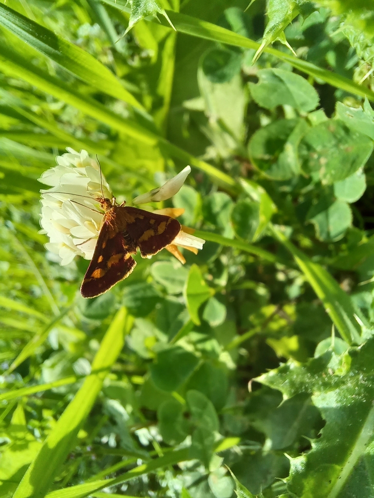 Common Crimson-and-gold Moth from Genneton on September 16, 2022 at 04: ...