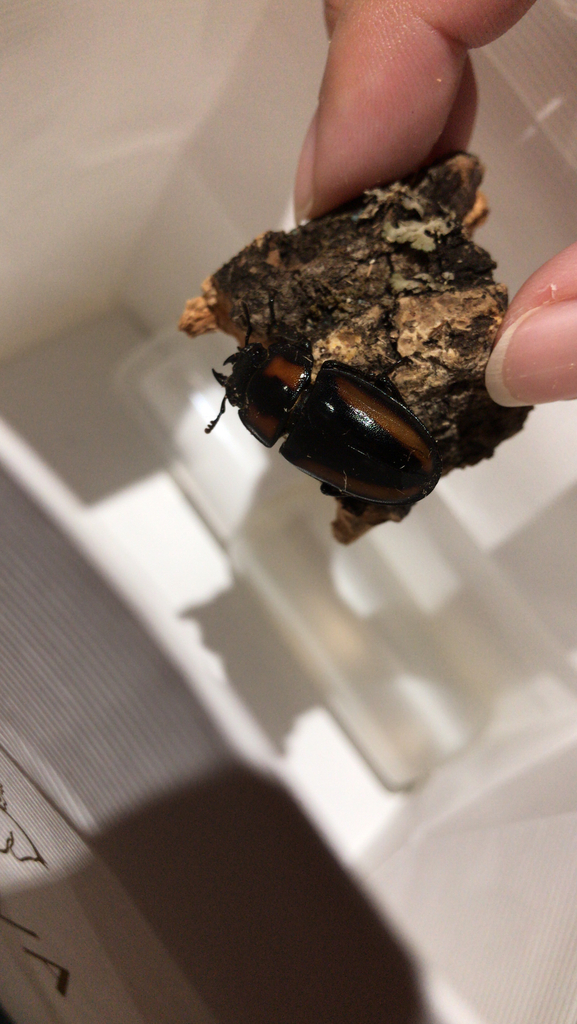 Prosopocoilus biplagiatus from 大角咀 on September 16, 2022 at 10:26 PM by ...