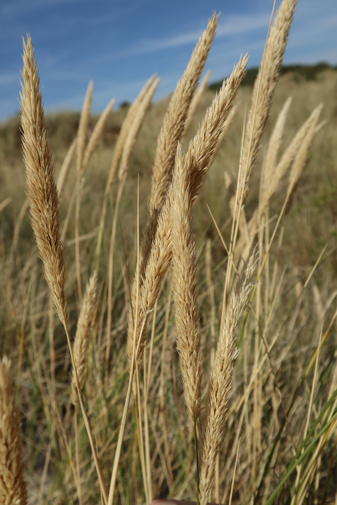 European marram grass from Koksijde, Belgium on August 11, 2018 at 05: ...