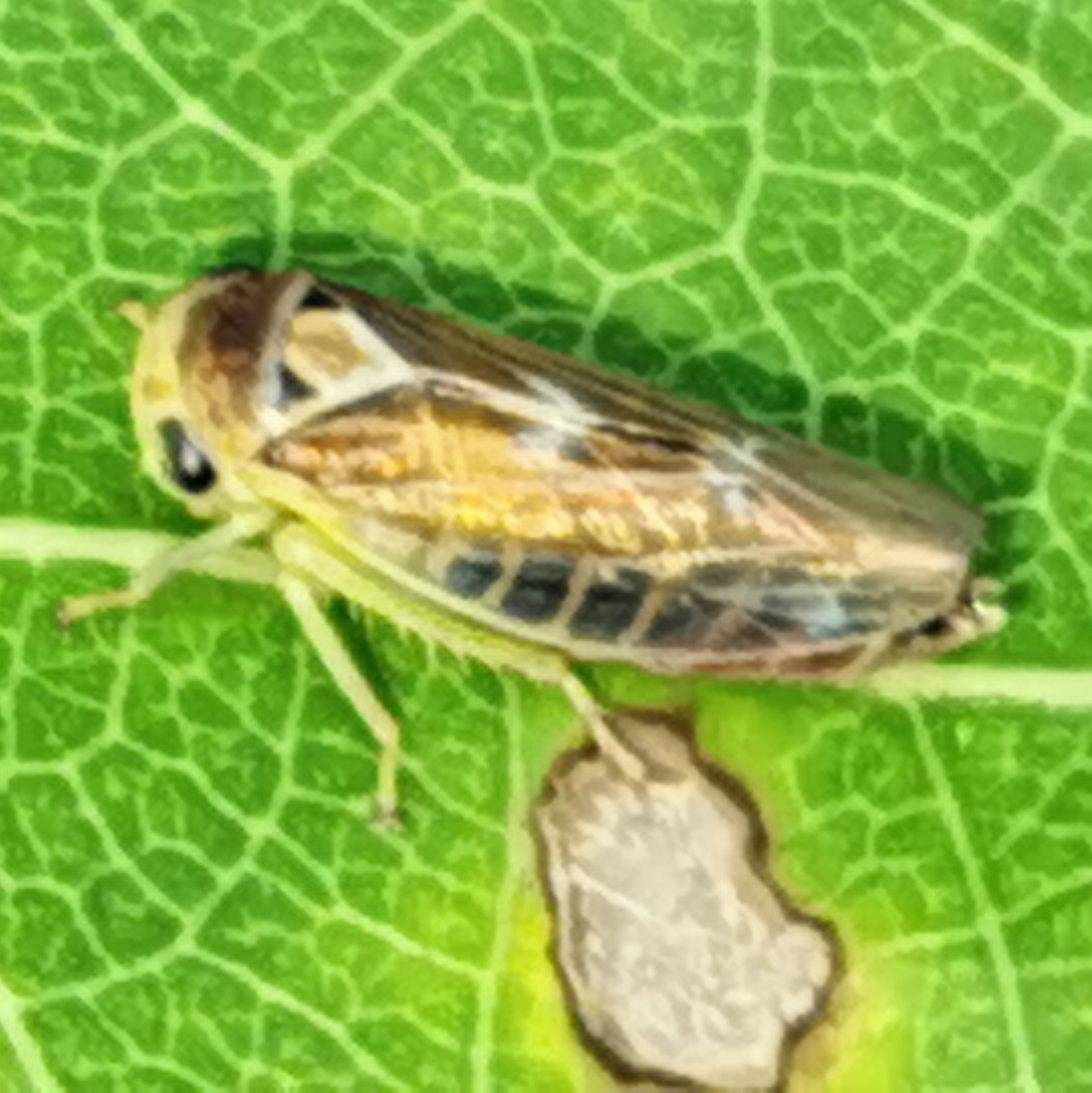 Populicerus populi (Linnaeus, 1761)