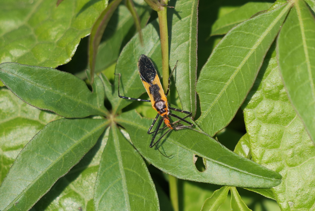Milkweed Assassin Bug from Ciudad de Santa Fe, Provincia de Santa Fe ...
