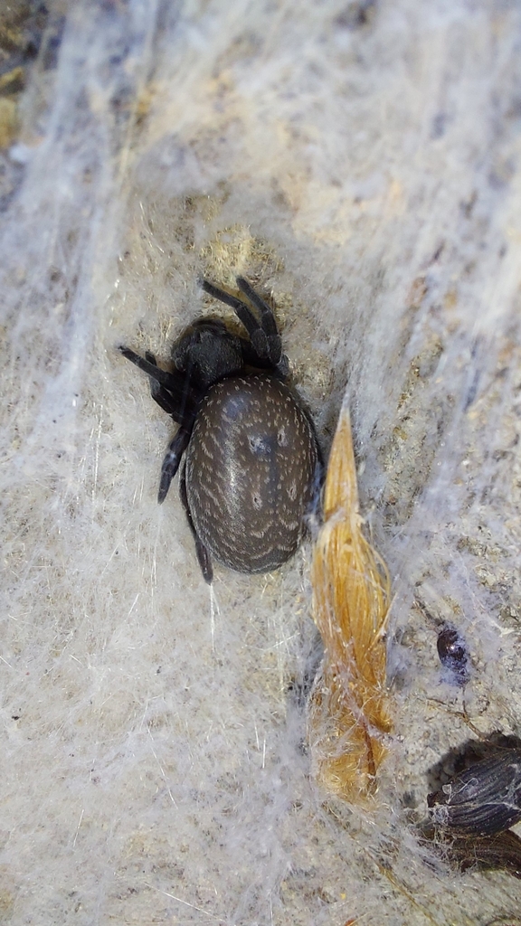 Tree Velvet Spiders from Swartland Local Municipality, South Africa by ...