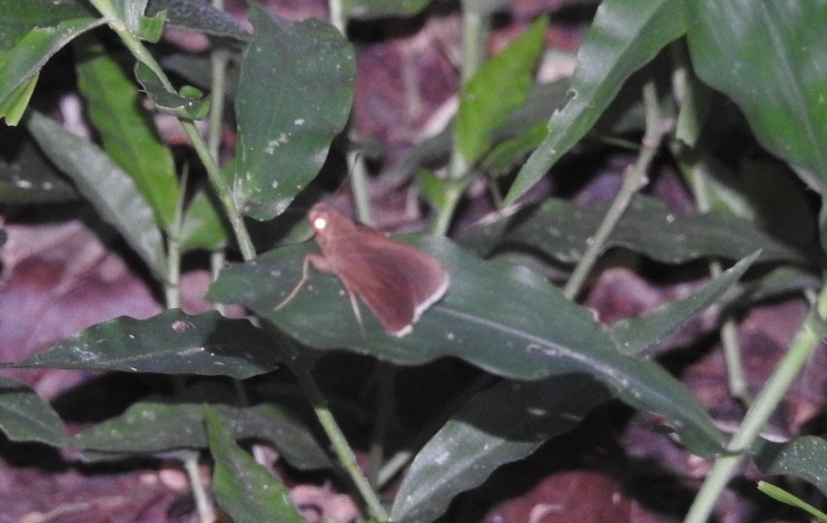 Matapa from Siva Kona Waterfalls , Rapuru on September 16, 2022 at 08: ...