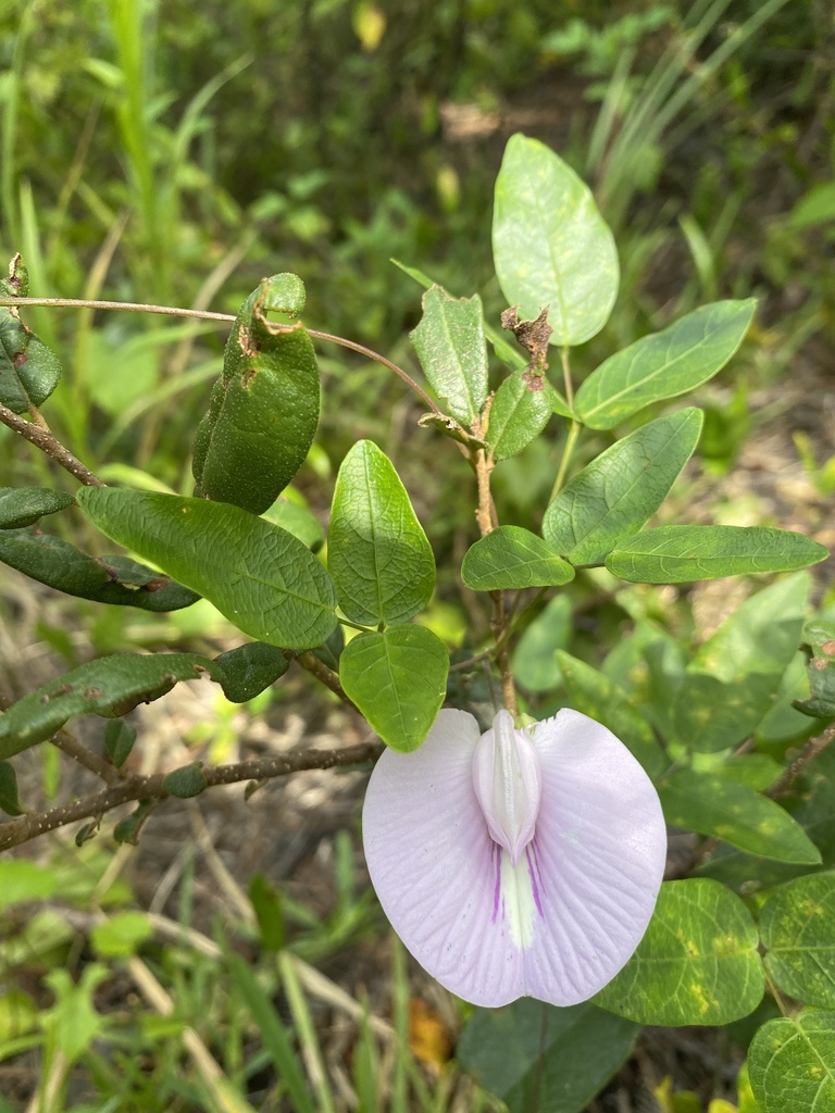 Butterfly Peas from Boyd Hill Nature Preserve, Saint Petersburg, FL, US ...