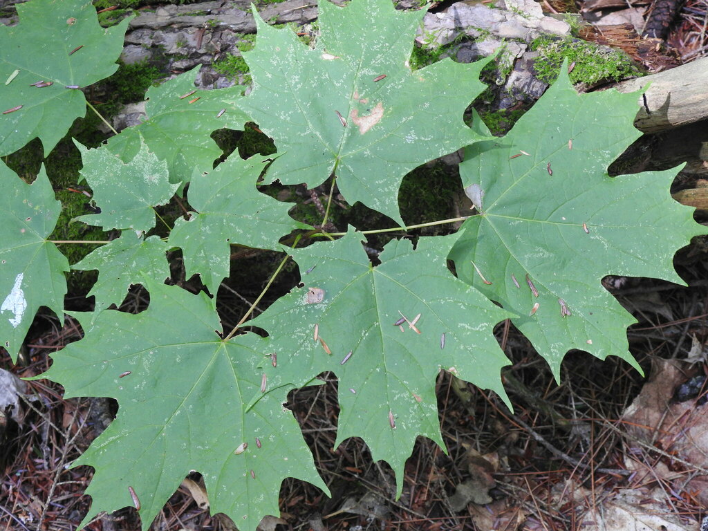 sugar maple (Field Botany OCPs - Comprehensive Guide - 2023) · iNaturalist