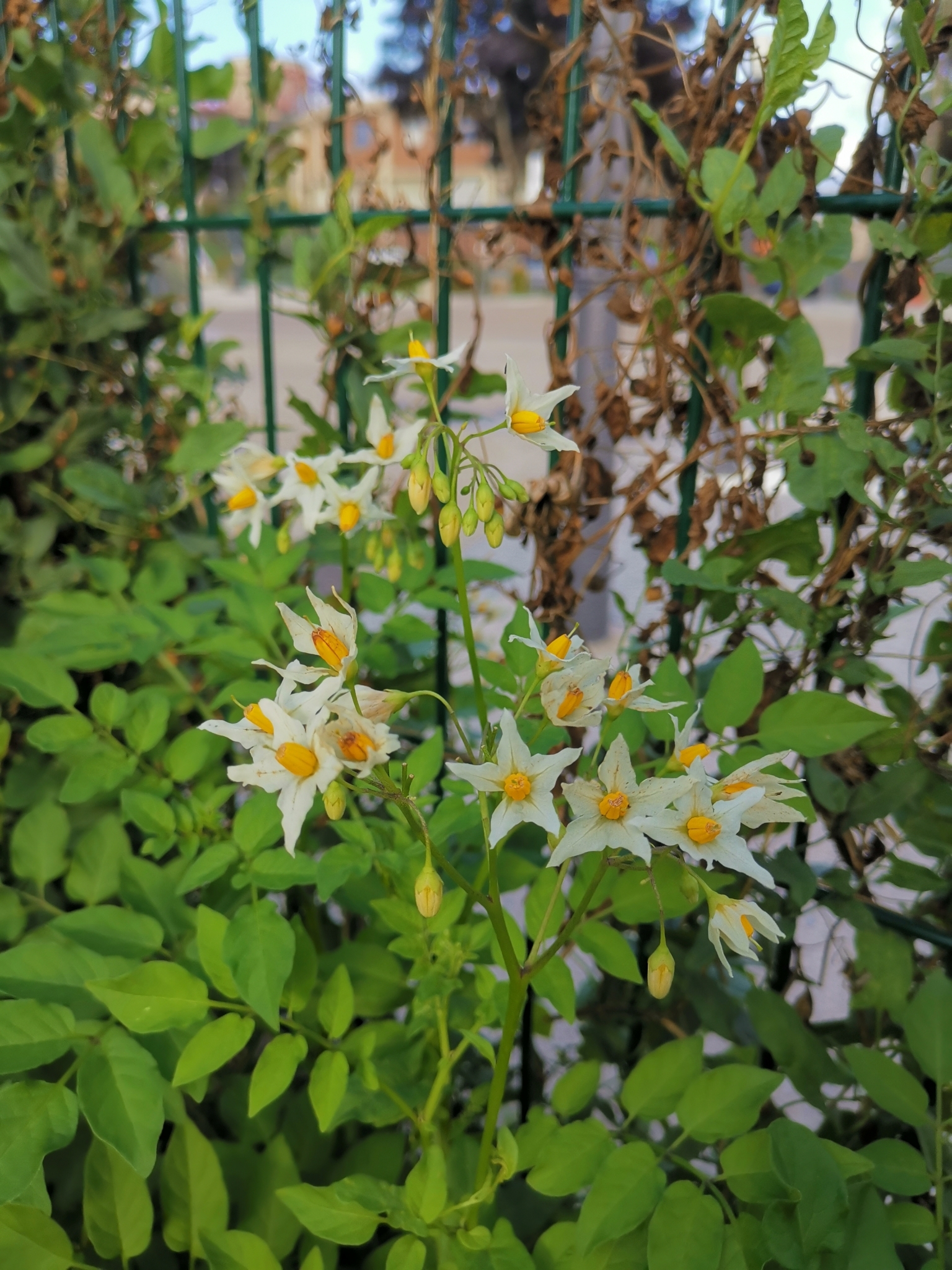 Solanum chacoense Bitter