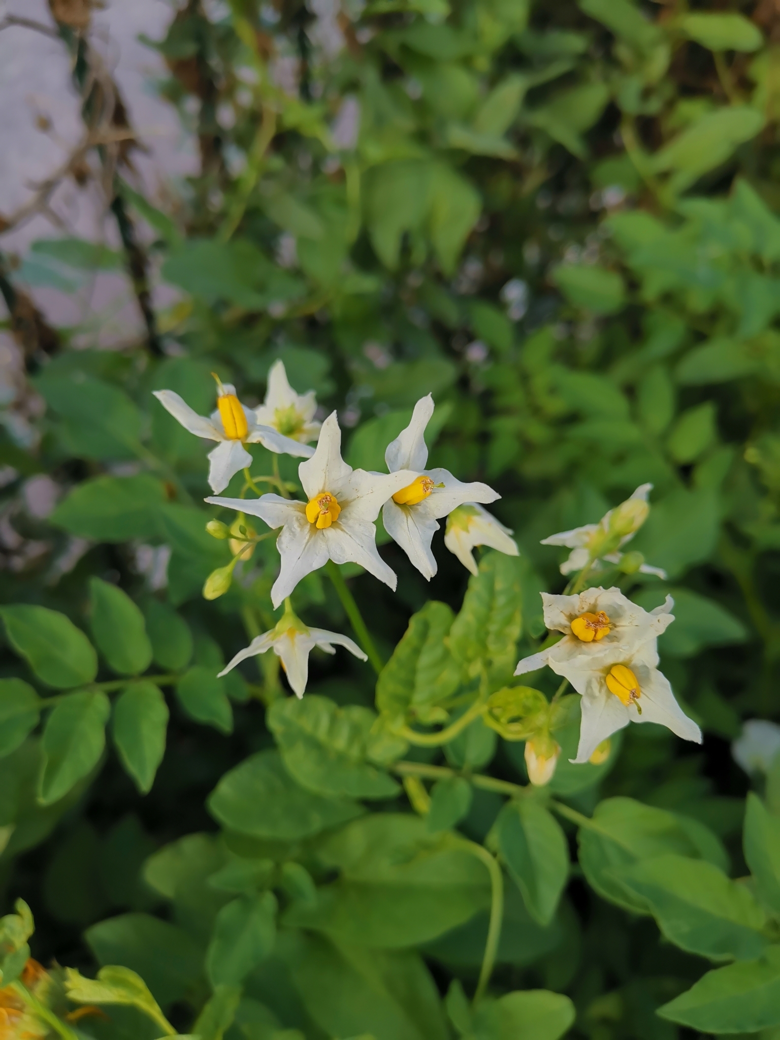 Solanum chacoense Bitter