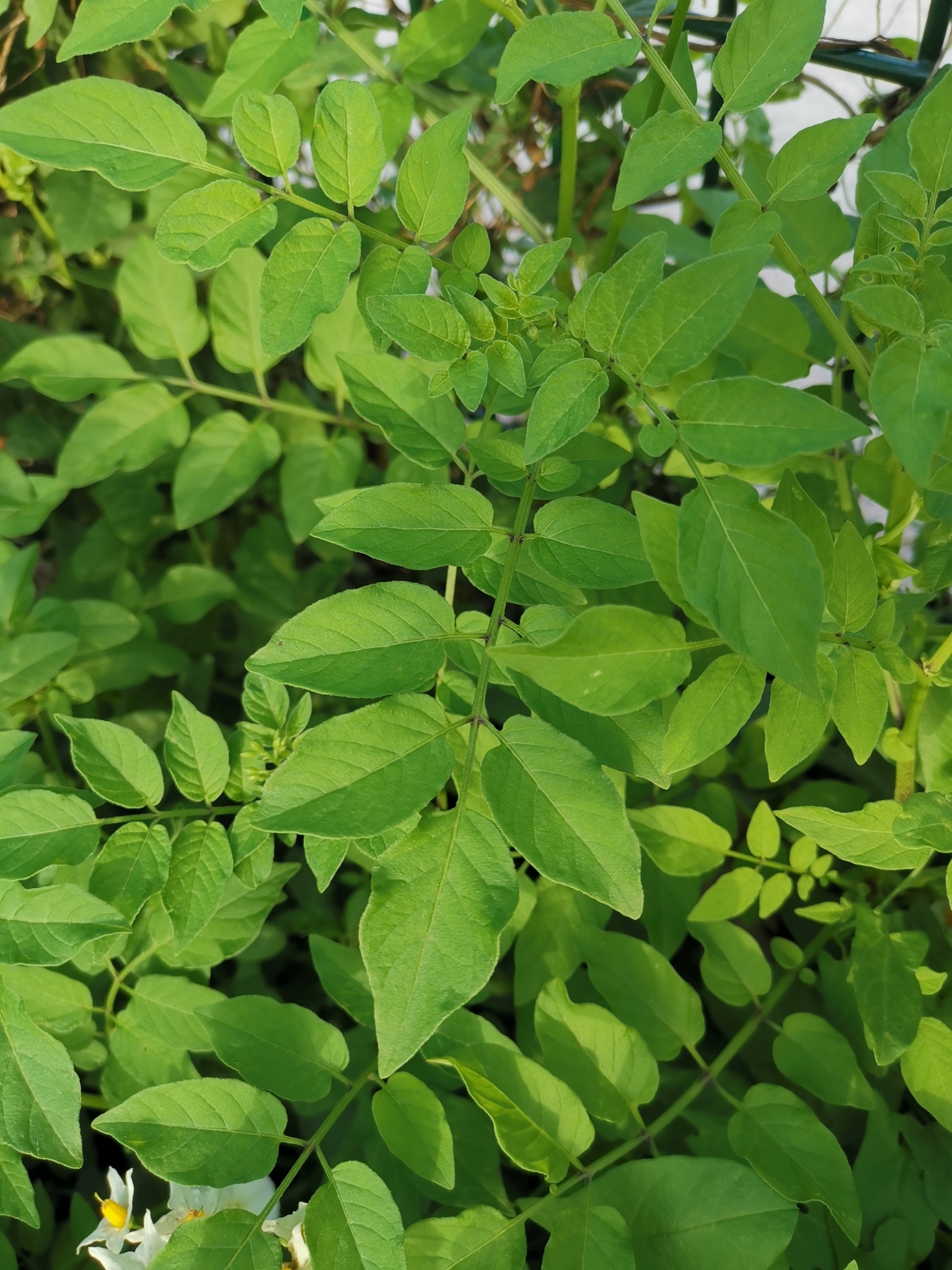 Solanum chacoense Bitter