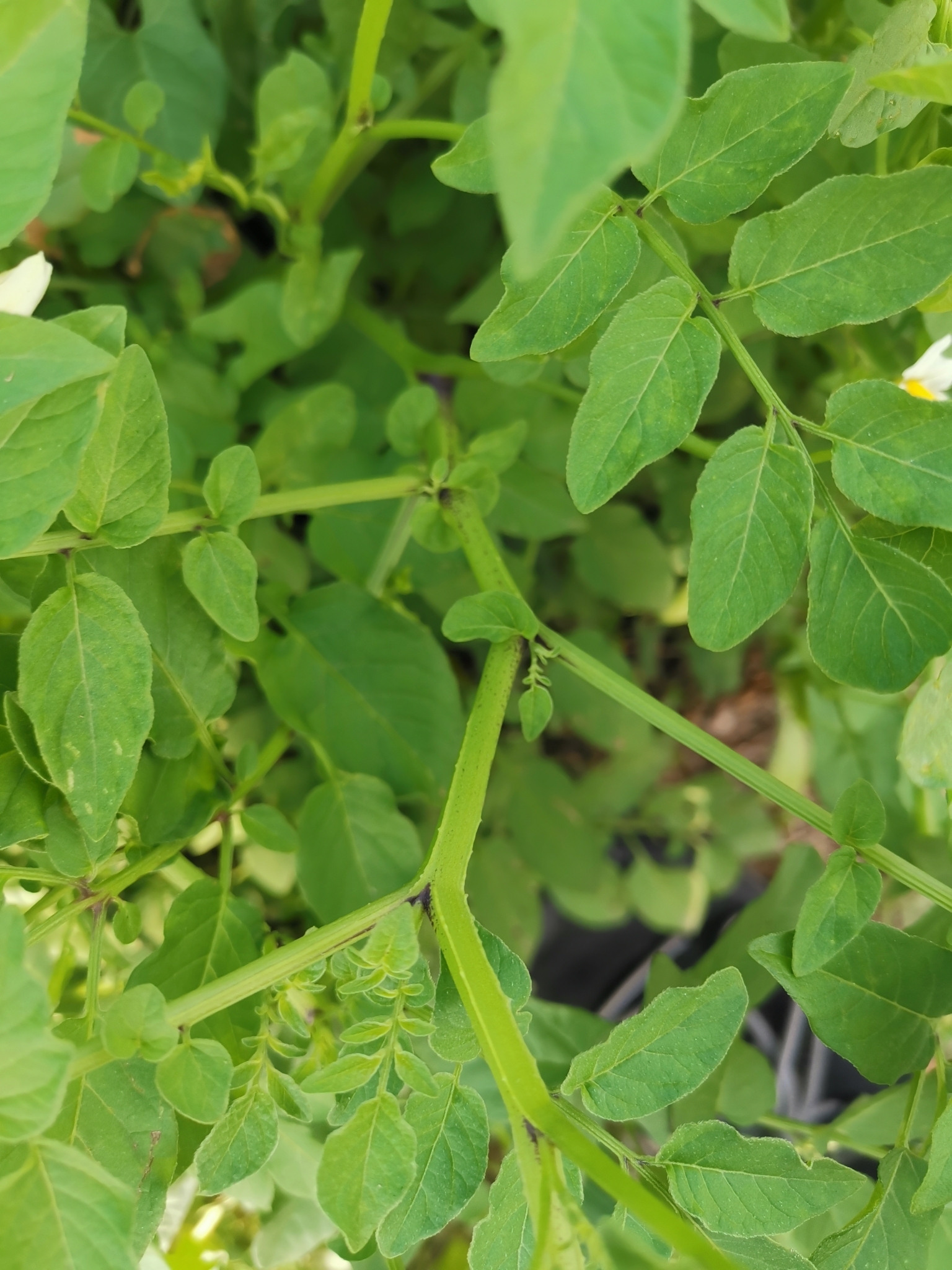 Solanum chacoense Bitter
