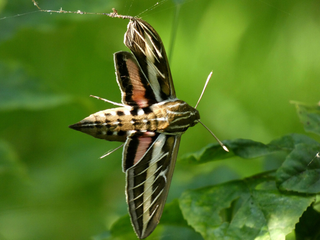 White-lined Sphinx from Saco Farm, Steele County, MN, USA on September ...
