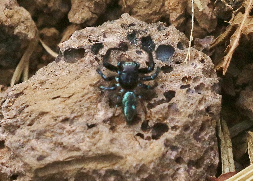 Metallic blue jumper from Honolulu County, HI, USA on August 22, 2022 ...