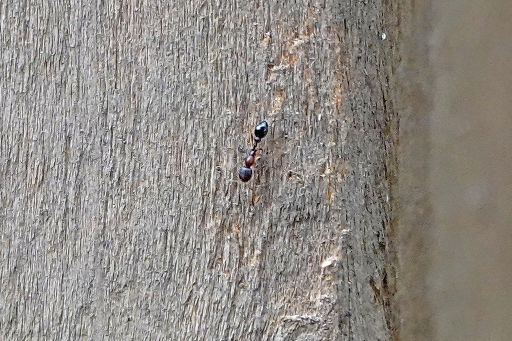 Moorish Sneaking Ant from Brewster Ave, Cambrian, San Jose, CA, USA on ...