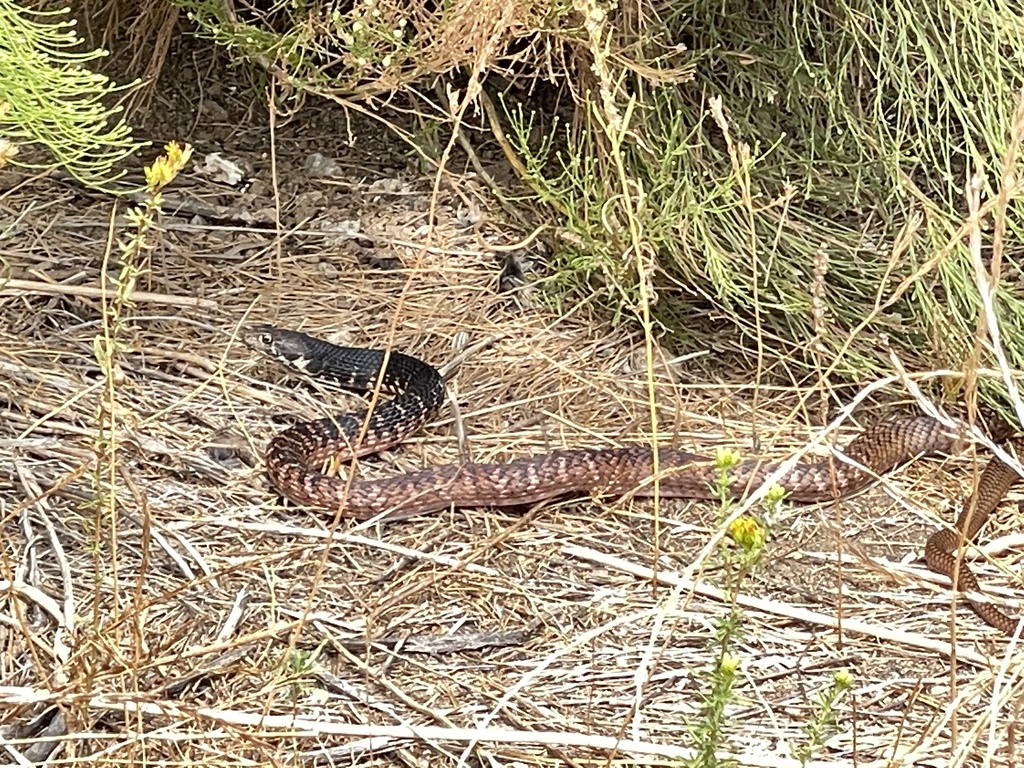 Coachwhip from Willow Glen Dr, El Cajon, CA, US on September 12, 2022 ...
