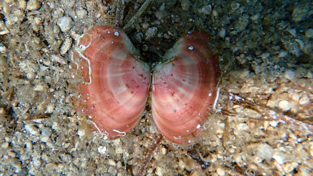 Smooth Clam from West Greece, Peloponnese, Western Greece and the ...