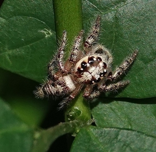 Observations by sagarika_chen · iNaturalist