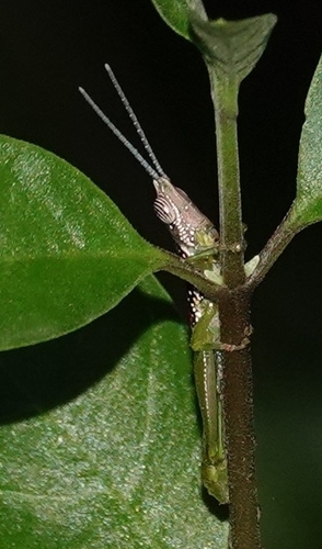 Observations by sagarika_chen · iNaturalist